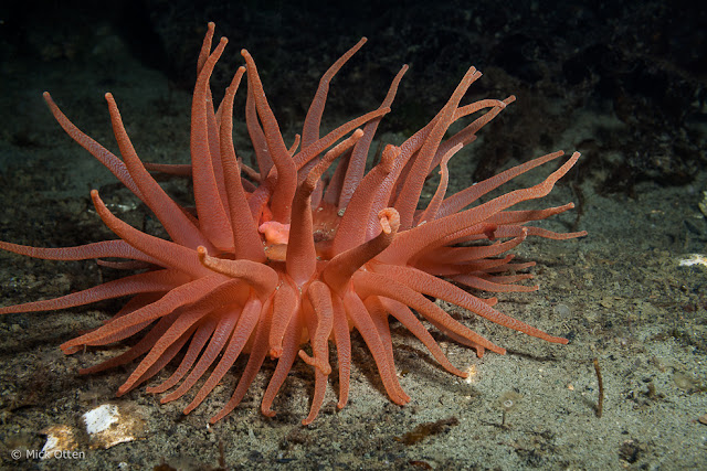 Mick's marine biology: Colourful sea anemones and other extraordinary ...
