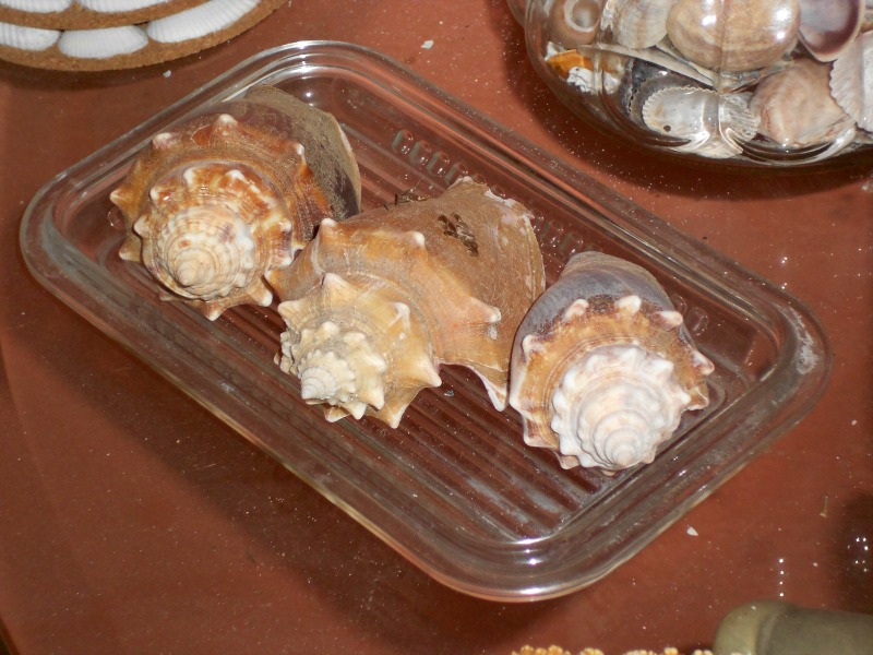 Del's Shells: More Ways to Display Shells