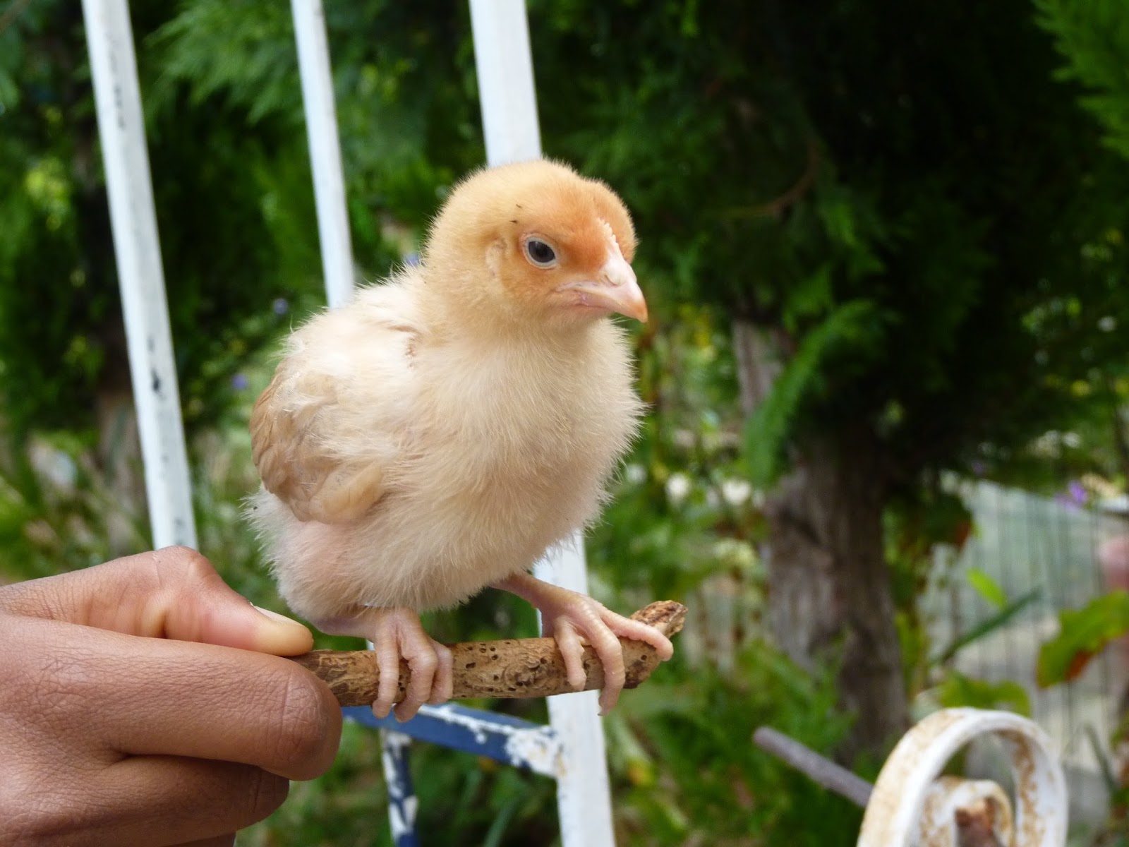 Poussins Mignons Magic: La Vie des Poussins
