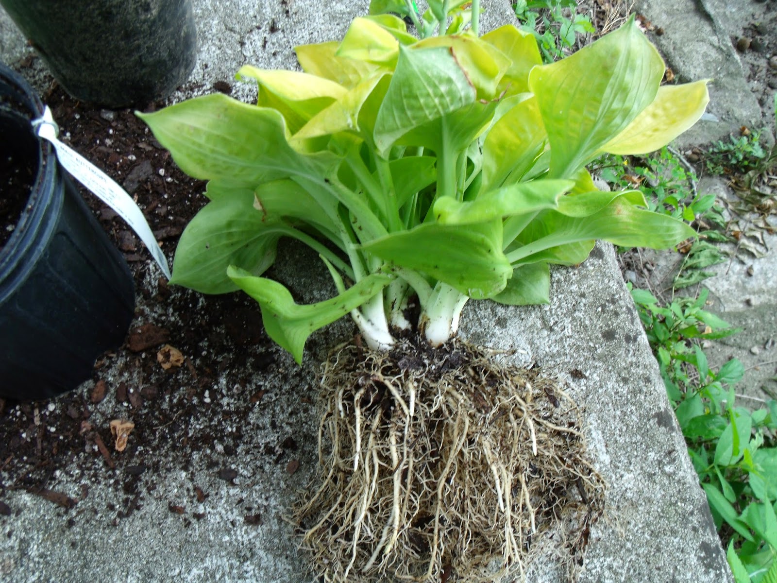 Gear Acres at Top of the Hill: Dividing Hostas and Getting more for ...