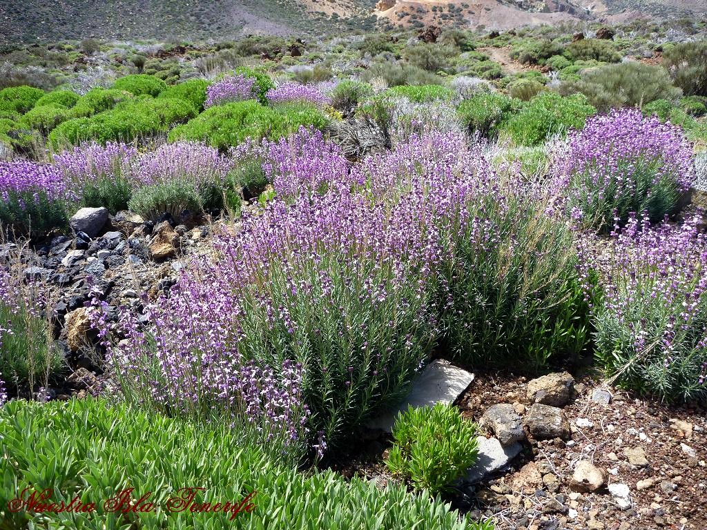 NUESTRA ISLA : TENERIFE: LA PRIMAVERA EMPIEZA CON LOS ALHELÍES EN LAS ...
