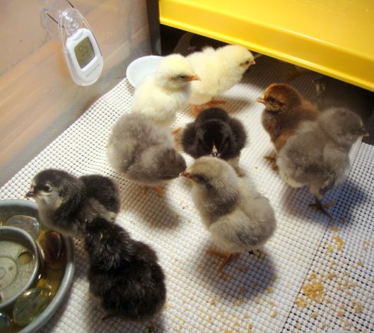 Basic Baby Chick Care - Fresh Eggs Daily®