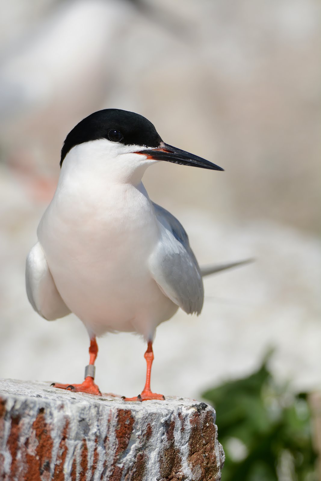Rockablog: Rockabill Roseate Tern Count 2016