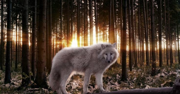 White Wolf : When the Wolf was a God - Native American Legends