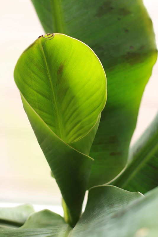 Bananierul pitic (Musa) - Pastelurile Naturii