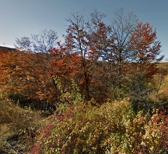 Future Plants by Randy Stewart: Robles and Antarctic Beech