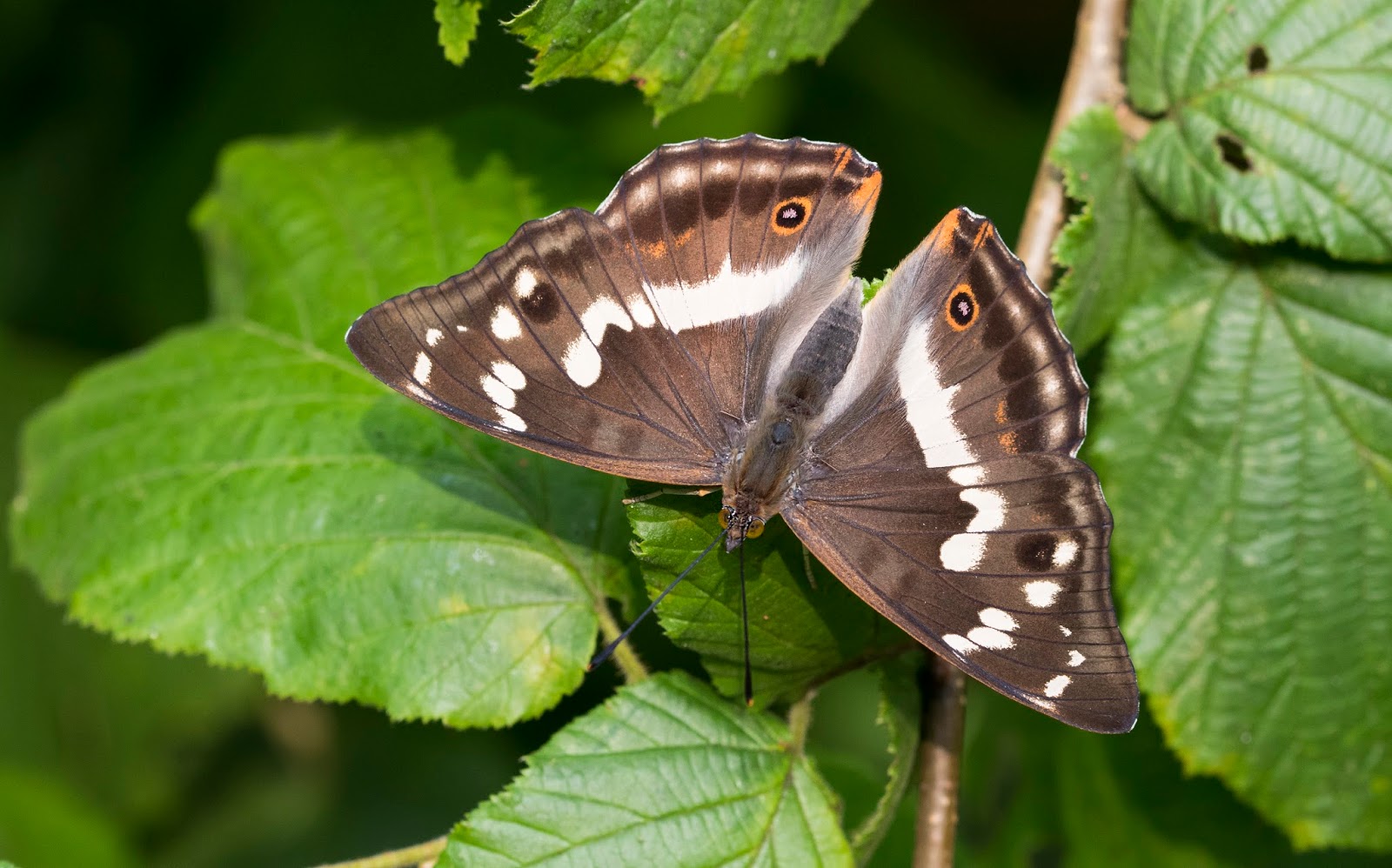 Bob's Butterfly and Bird Blog: Purple Empress Impresses!!