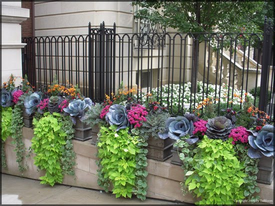 the beauty of flower boxes - B. B.