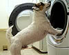 Just Jesse the Jack: I ♥ my Jack Russell Terrier, Jesse