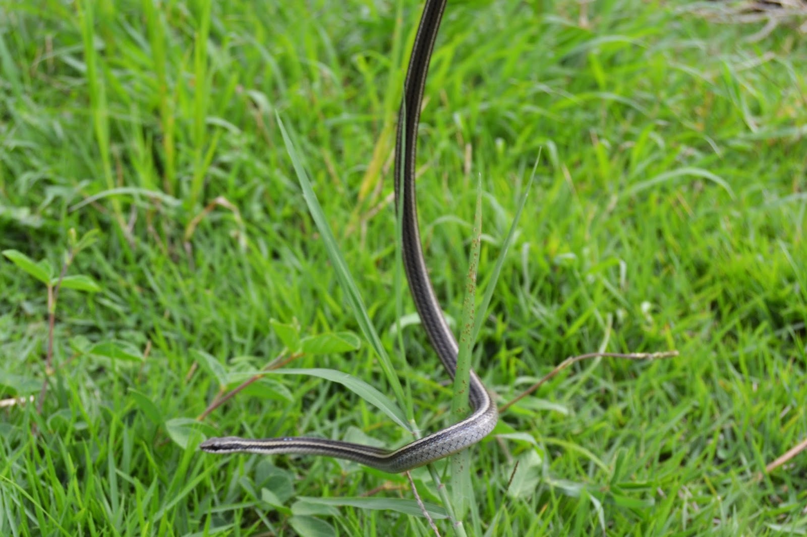 Culebra Corredora Negra. | Fauna Dominicana