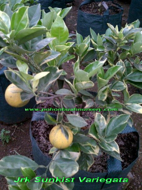 PBN: Jeruk Sunkist Variegata (Dom Kuning)
