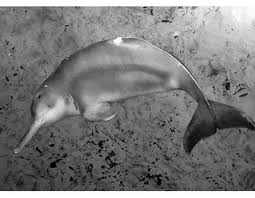 Extinct Animals: Baiji