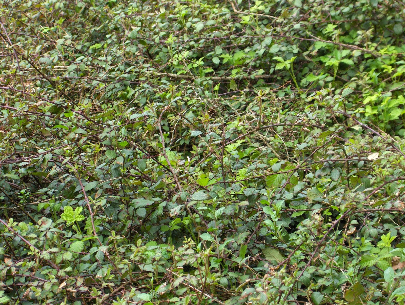 El Leitzaran y otras cosas: El sembrador de zarzas