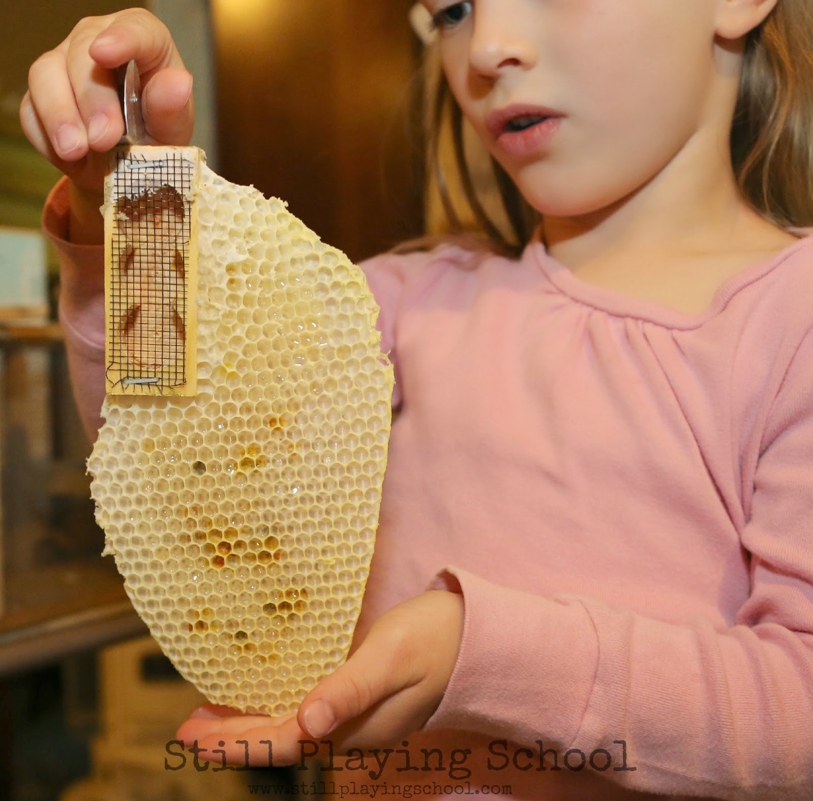 Beekeeping for Kids | Still Playing School