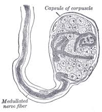 Anatomi Fisiologi: Sistem Indra