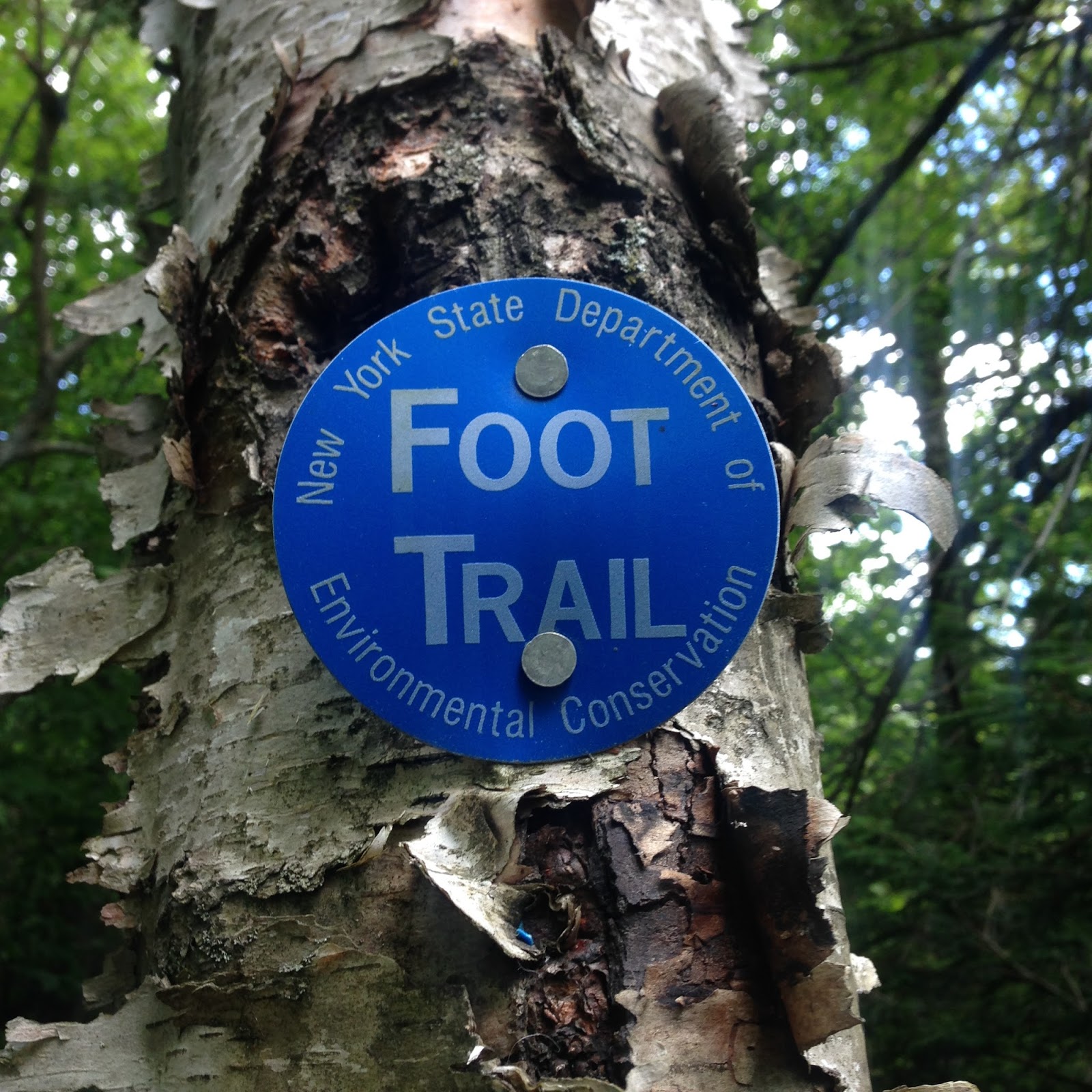 The Botanical Hiker: A Return to the Catskill Forest Preserve