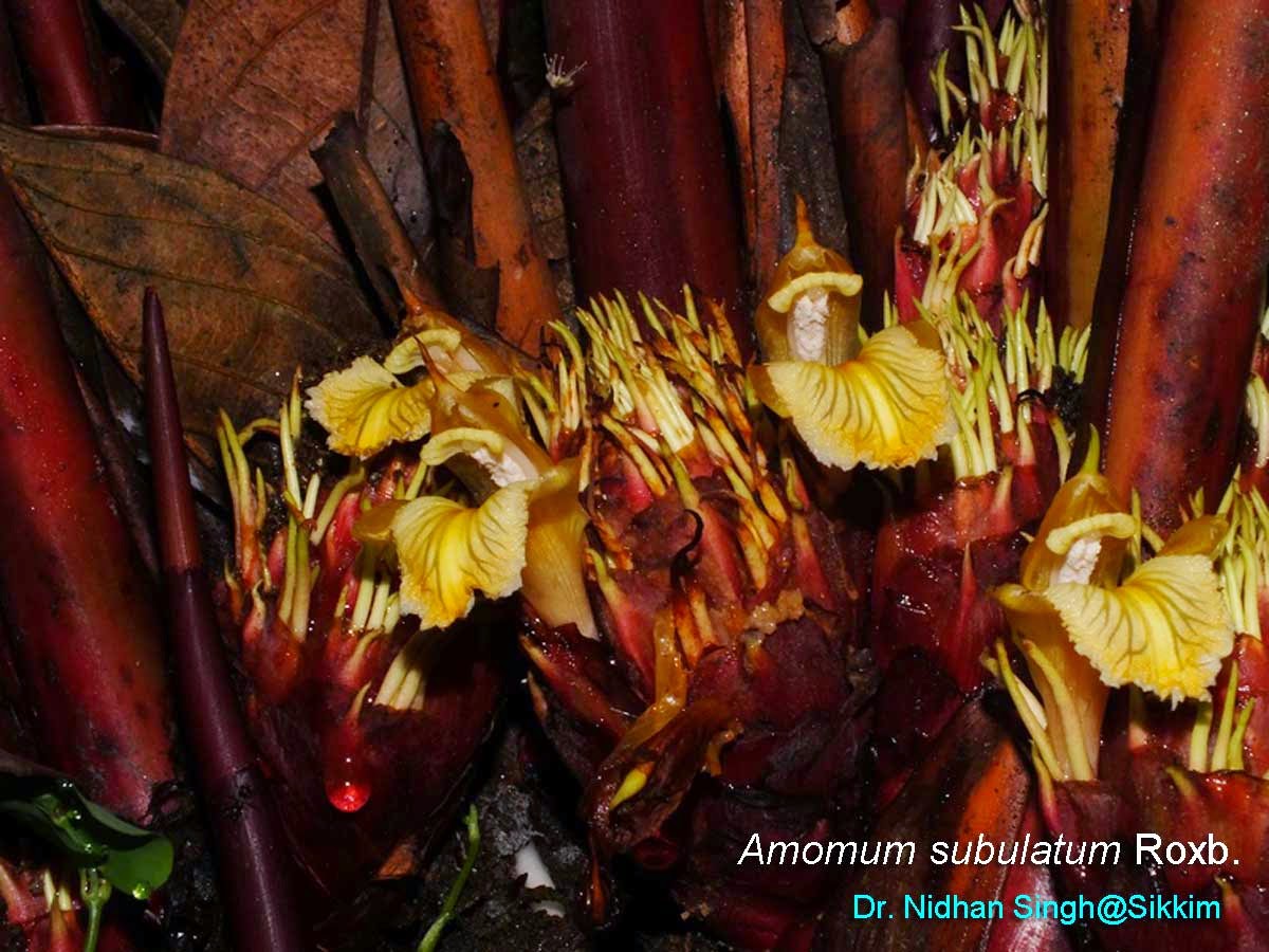 Medicinal Plants: Amomum subulatum brown cardamom