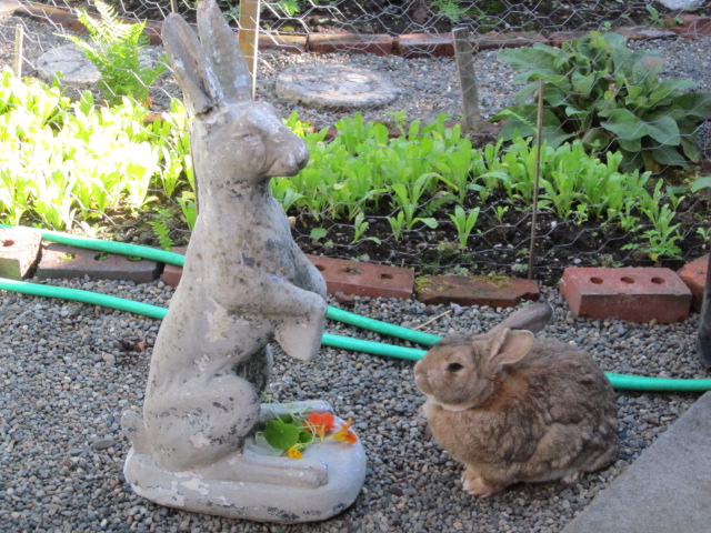 Multiple Chemical Survivor: The Rabbit God