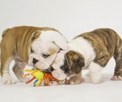 Funny fat dogs desktop wallpapers ~ unique animal wallpapers