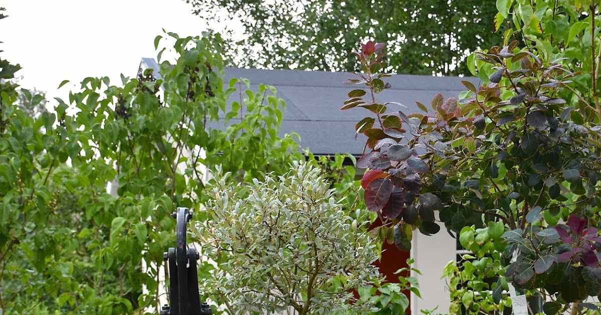 Fröken Gröns Blogg: Uppstammad perukbuske