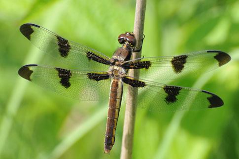 Amazing Dragonfly Insect - Dragonfly Facts, Images, Information ...