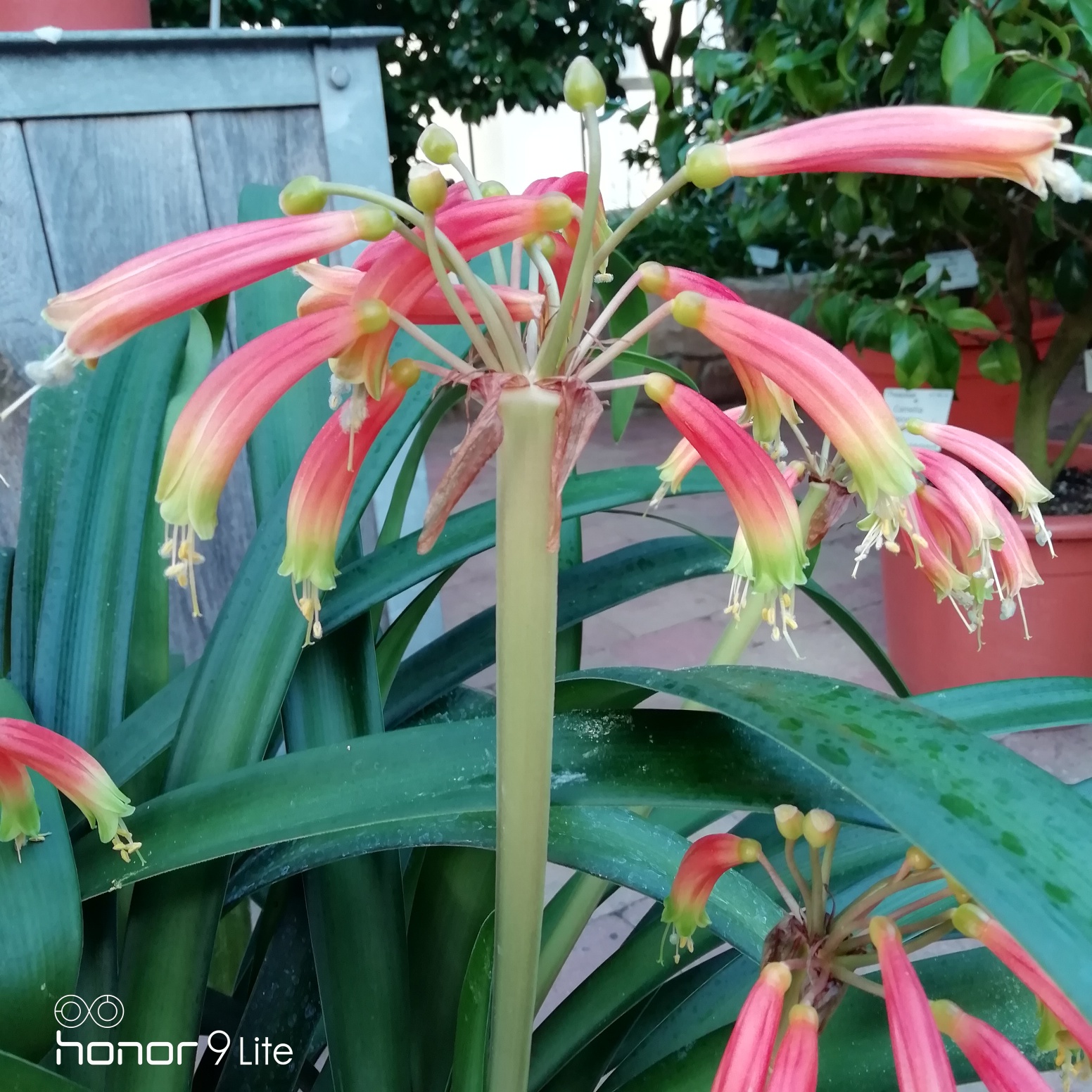 Oh Clivia - eine LEIDENSCHAFT - Oh Klivie: Clivia nobilis???