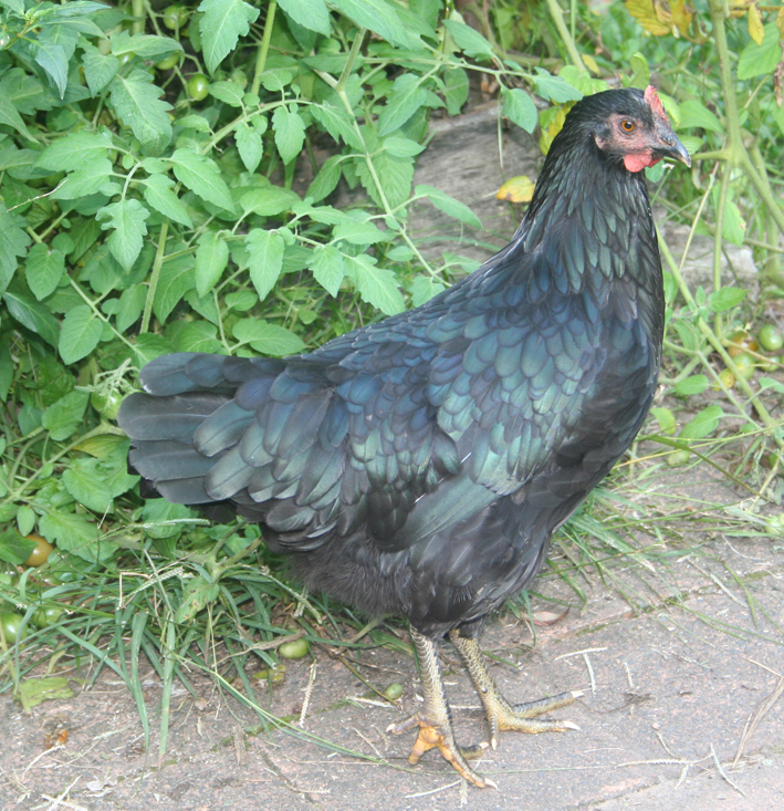 the natural chicken: ancona x red layer at 19 weeks