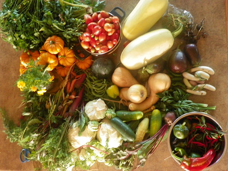 Golden Grasses: Pre-School, Kindergarten Homeschool