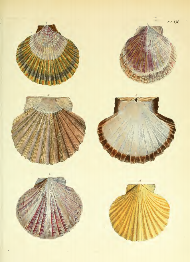 The Study: Shelling Out