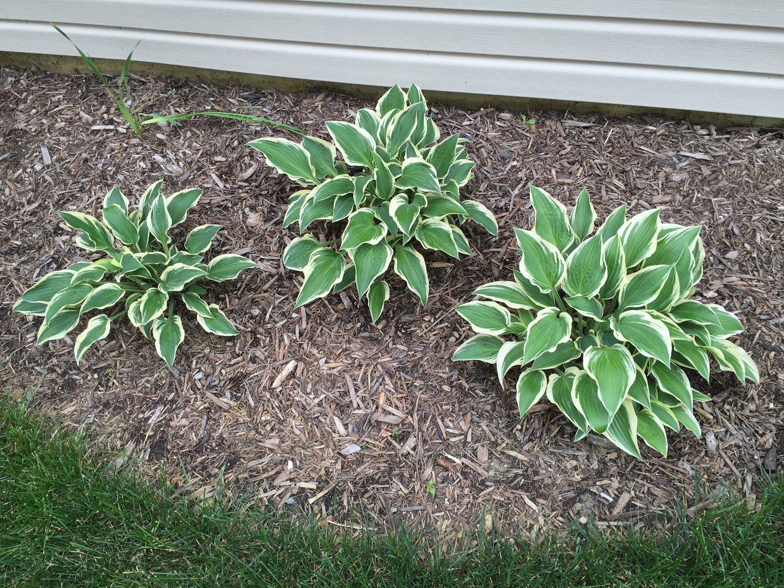 Backyard Neophyte Landscaping Blog: July 2015