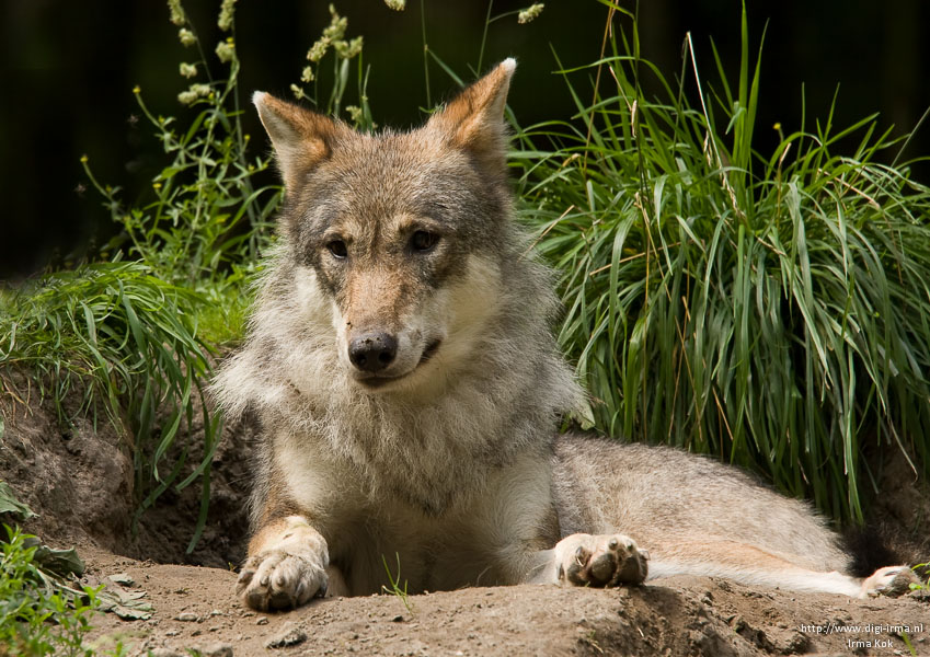 Irma's Natuurbeleving: Wolven / Wolves