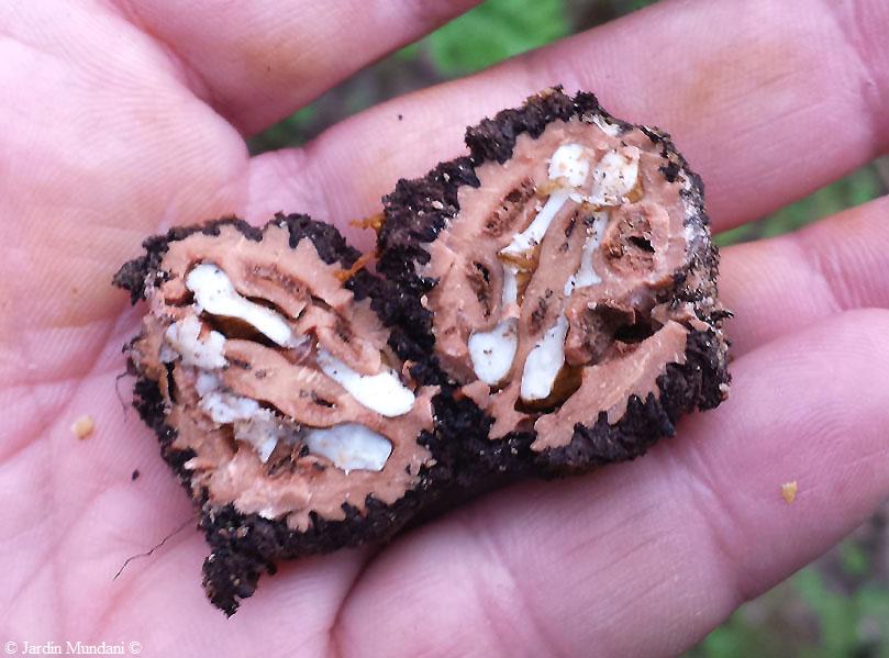 Sangrando en verde: Juglans nigra, el nogal negro norteamericano