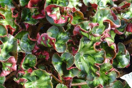 Всё о бегониях и не только...: Begonia 'Cathedral' и Begonia 'Fiji Island'