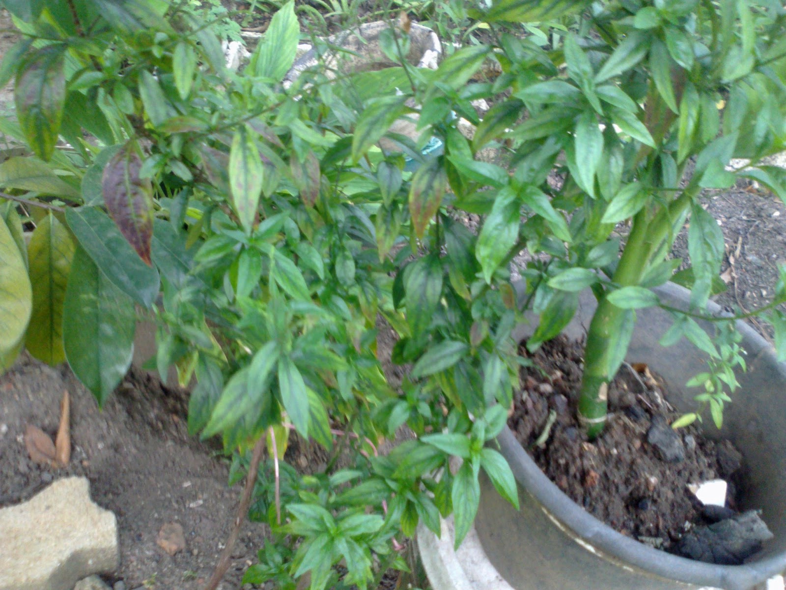 Obat-Obatan: Daun Pahit