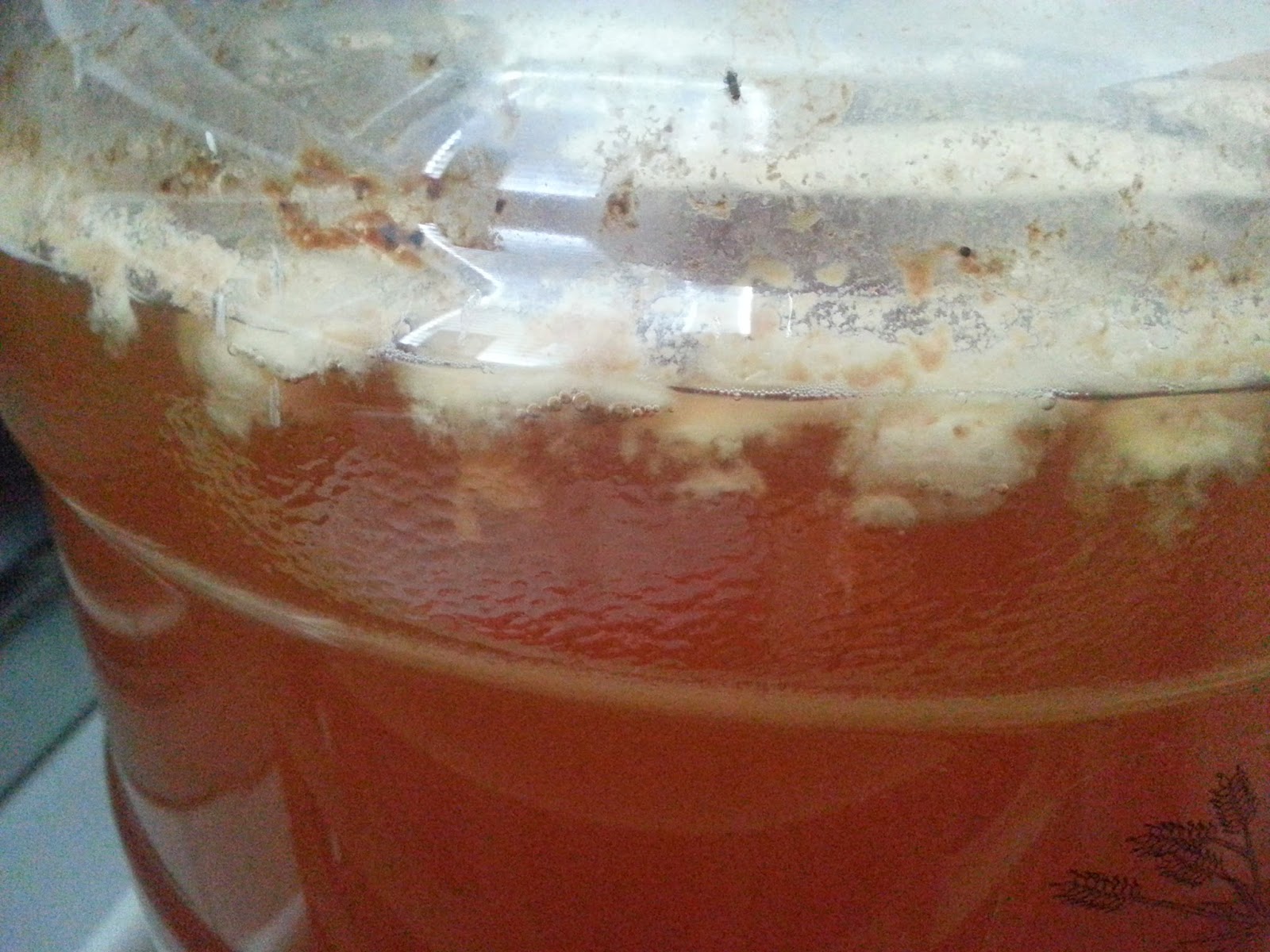Spontaneous Fermentation Project Part 9 -- week 21 of fermentation ...