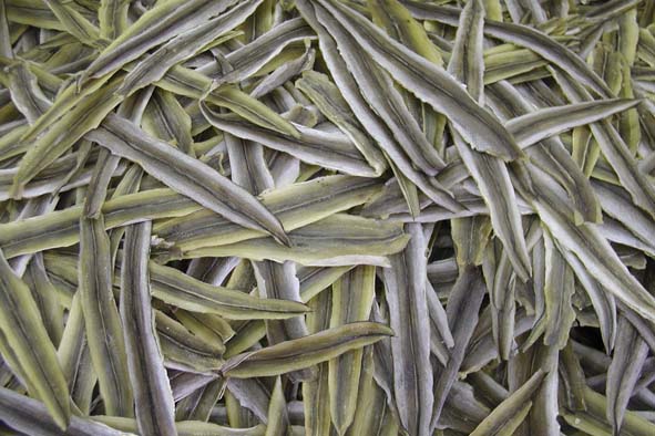 The Seafoods: DRIED CONGER PIKE (Muraenesox cinereus)