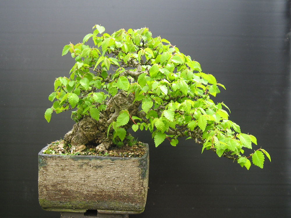 wildwoodbonsai: Semi cascade Elm