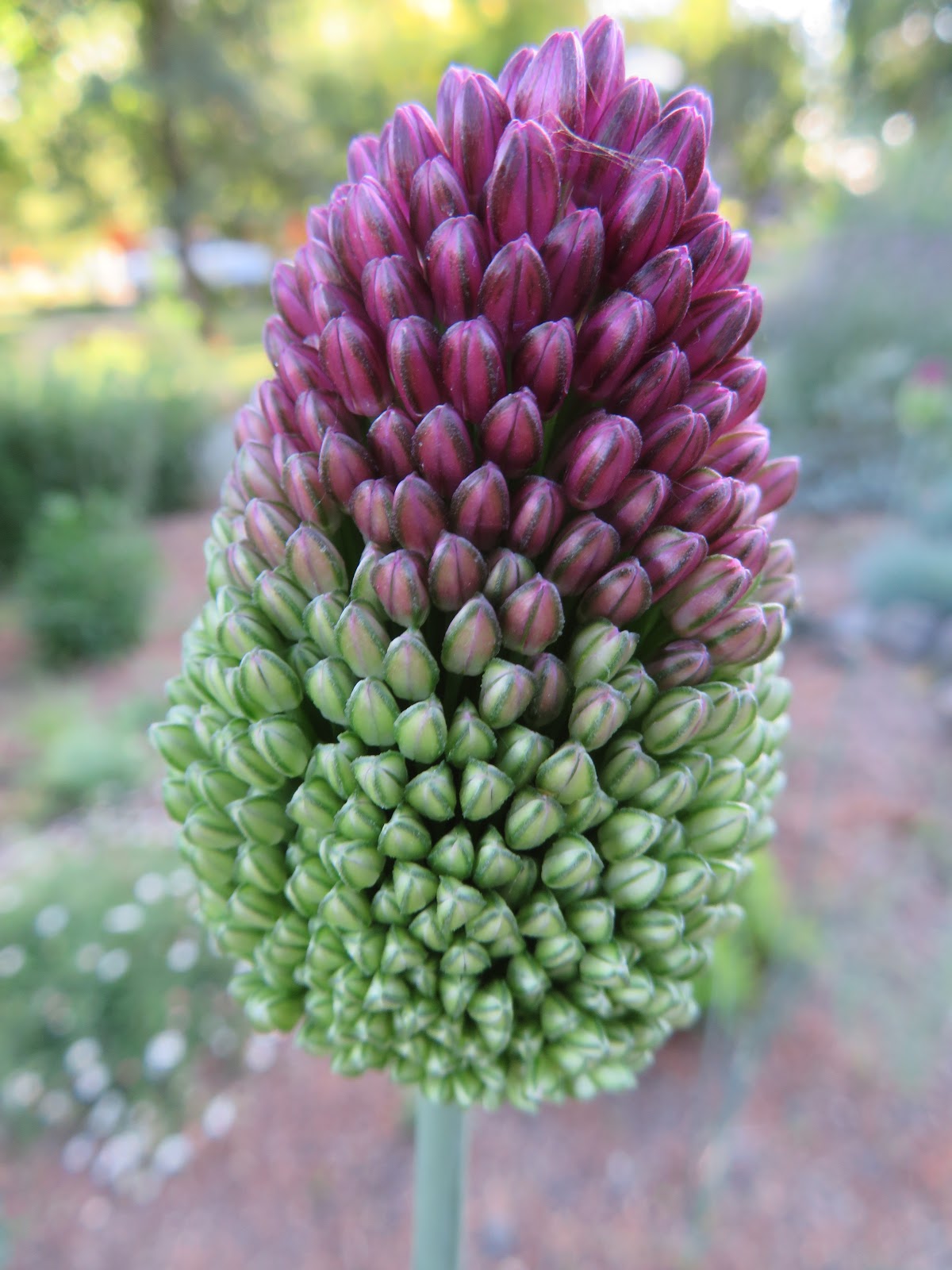 Mid-Summer at Chickadee Gardens