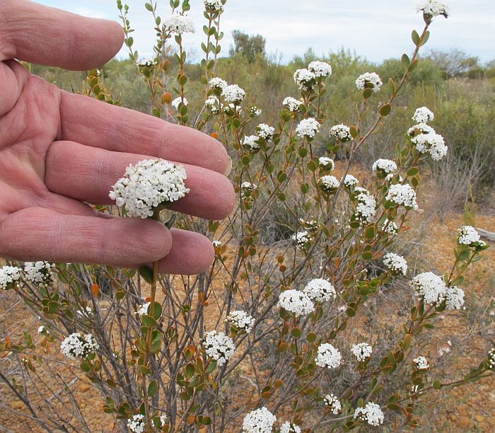 Esperance Wildflowers: Logania buxifolia – Loganiaceae