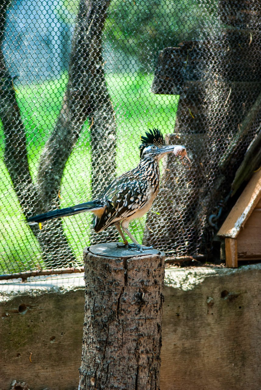 Committed Stitcher: Mostly Birds