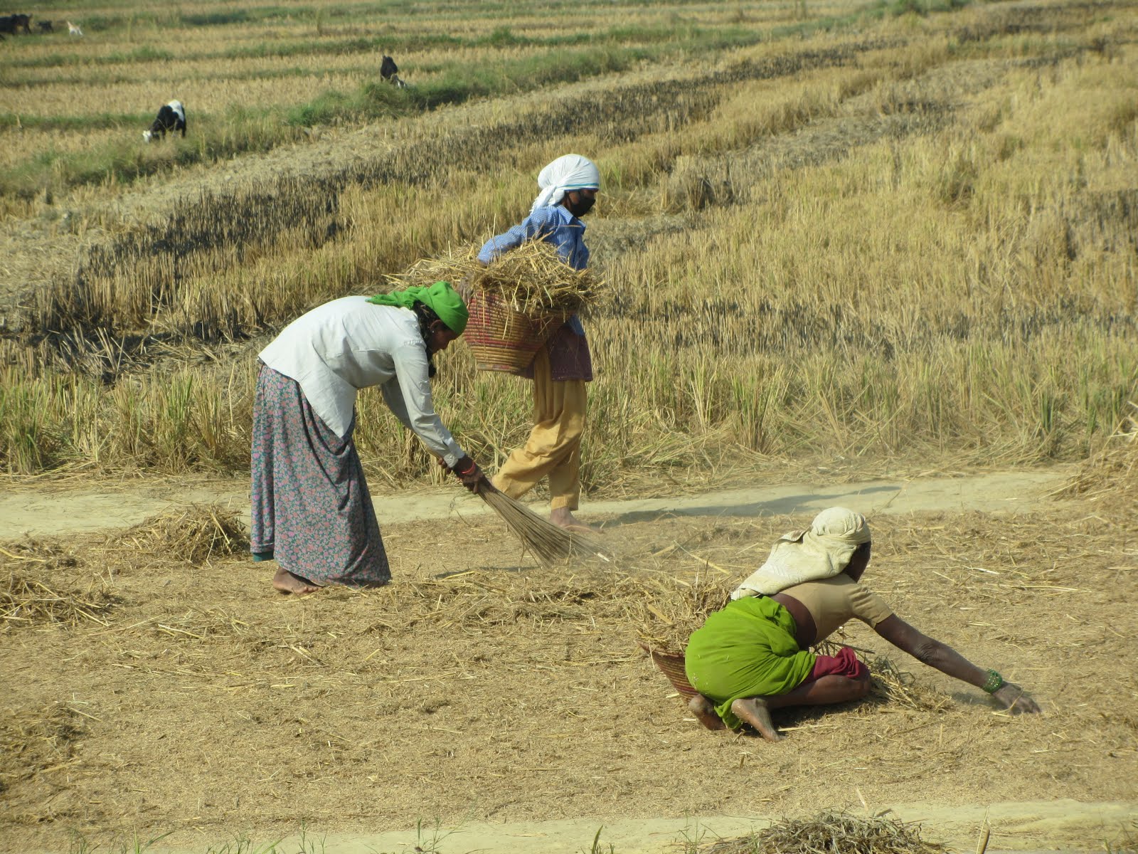 The Wayward Voyage: Day 226: Rural Living