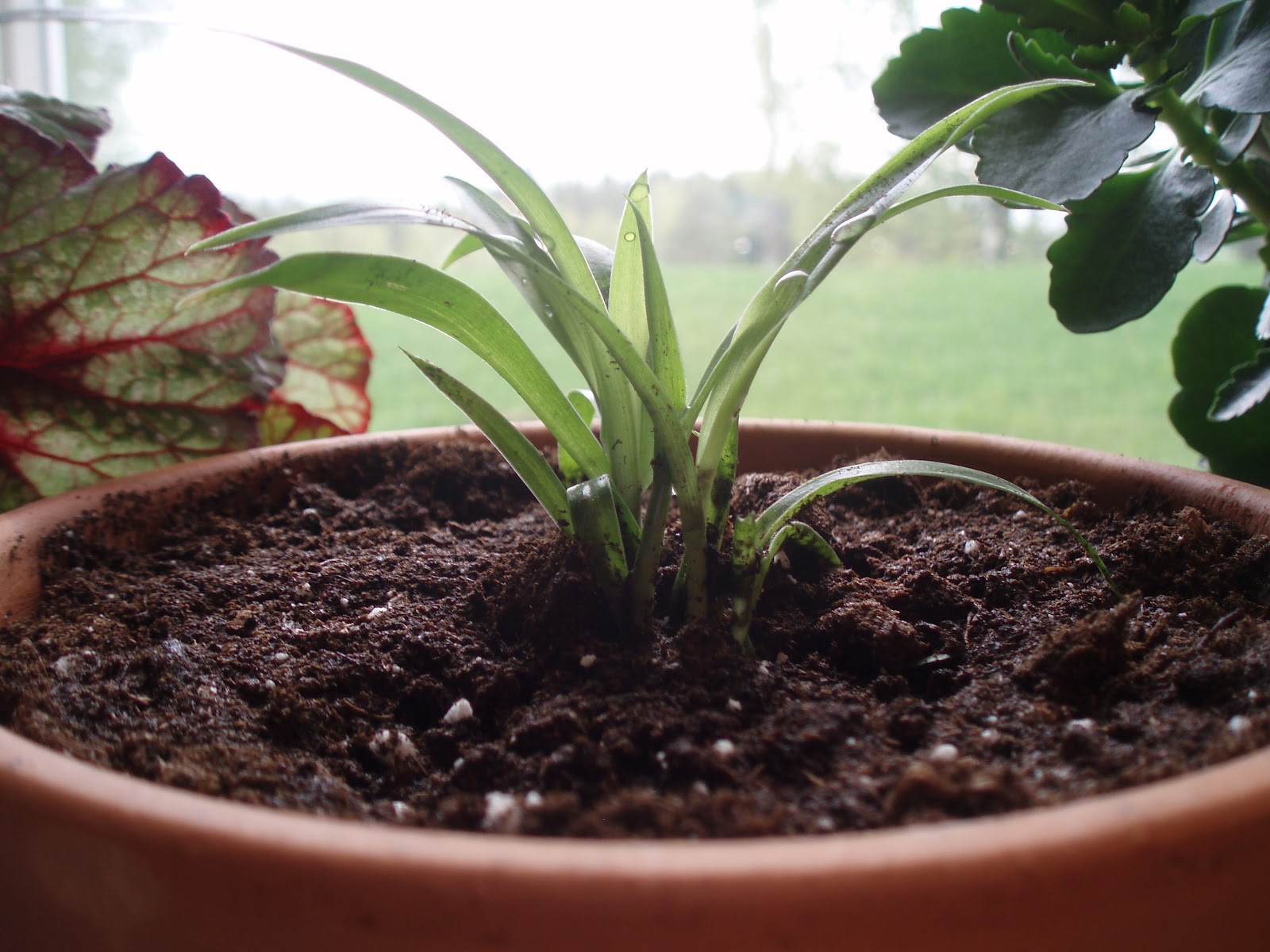 Ge Mig Lite Frisk Luft Tack: Plantera om blomma