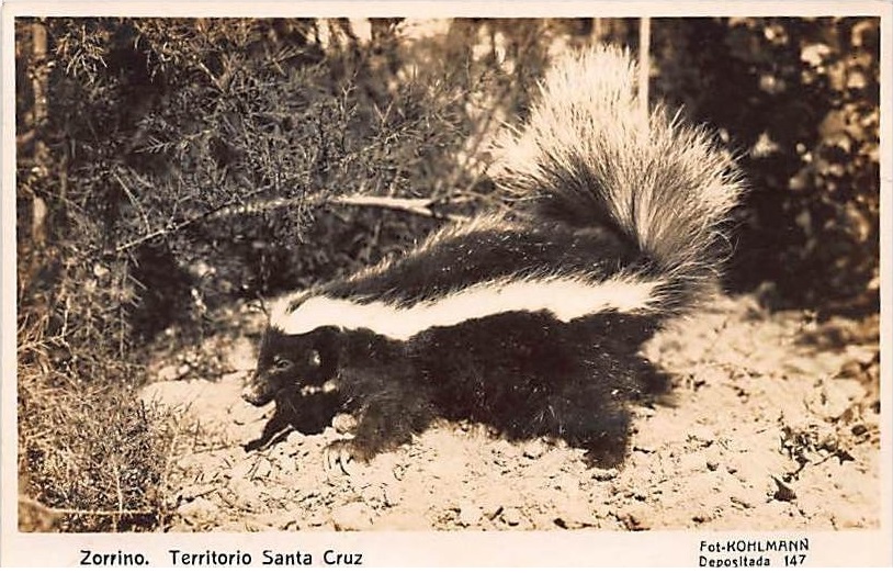 Postales de Federico Kohlmann: Postal Kohlmann Nº 147 - Zorrino