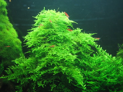 DUNIA IKAN: Flora Tanaman Air Untuk Aquascaping