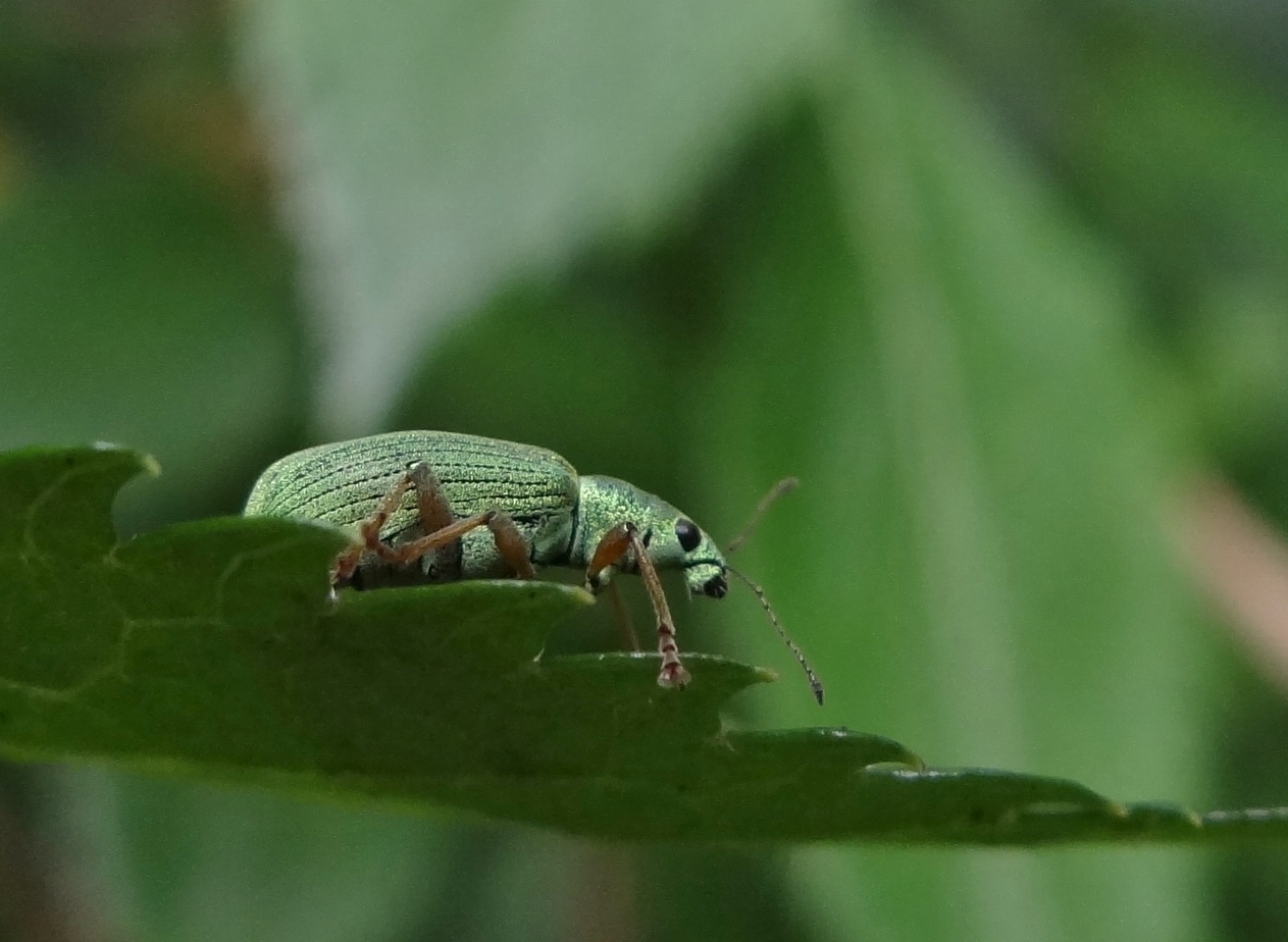 fotorantje: Phyllobius