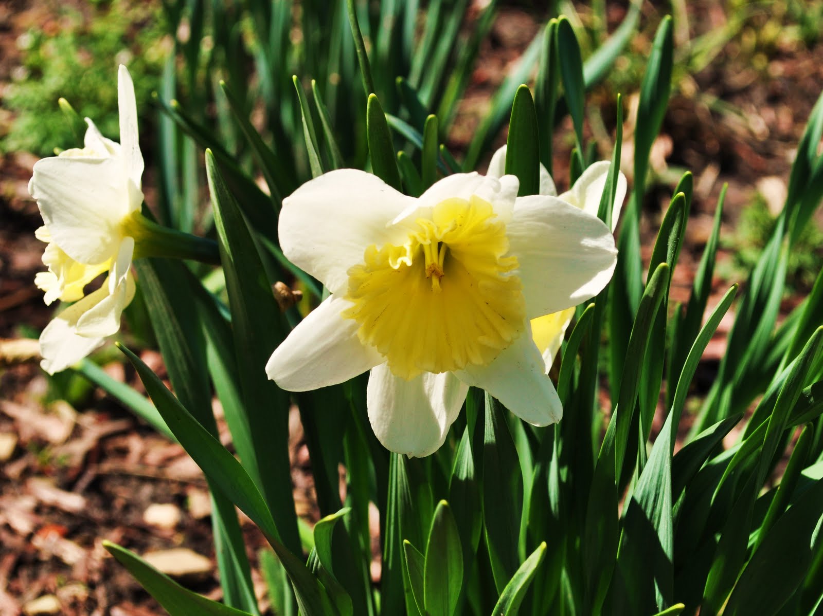 Four Kids and Some Land: Spring Flowers