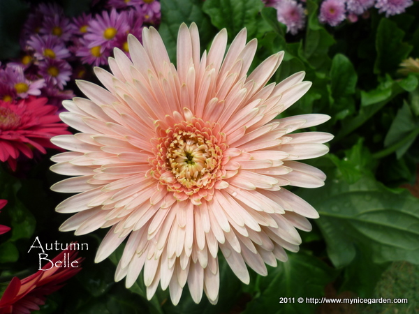 My Tropical Plants Finder: Gerbera Daisy - Light Peach