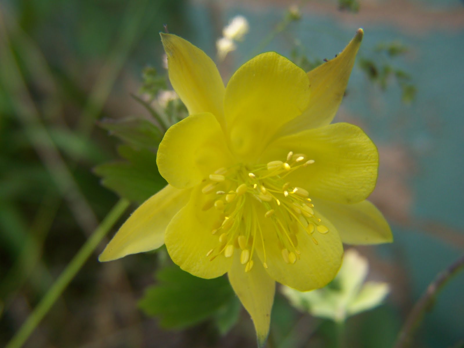 Gardening and Flowers: Yellow Columbine Flower