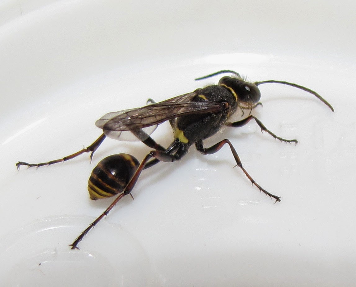 Bug Eric: Exclusive! Important Wasp BOLO