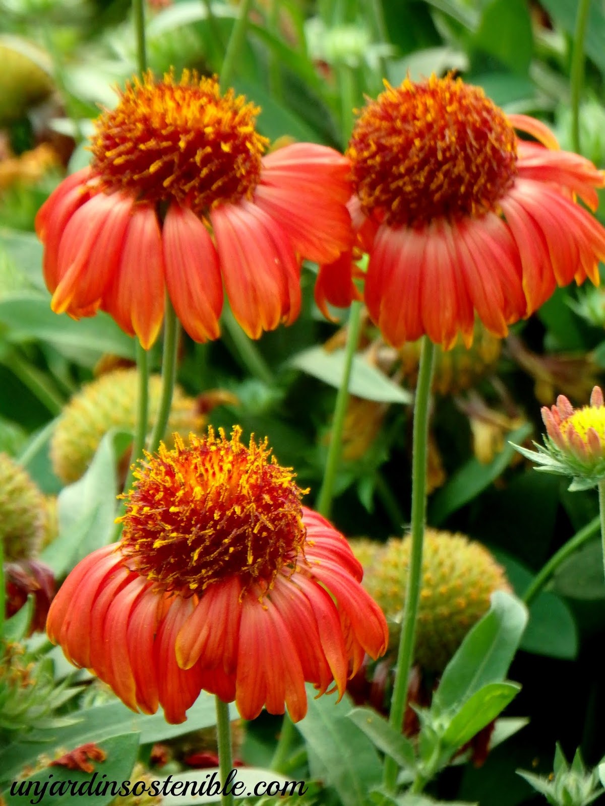 Gaillardia aristata (Gallardía)